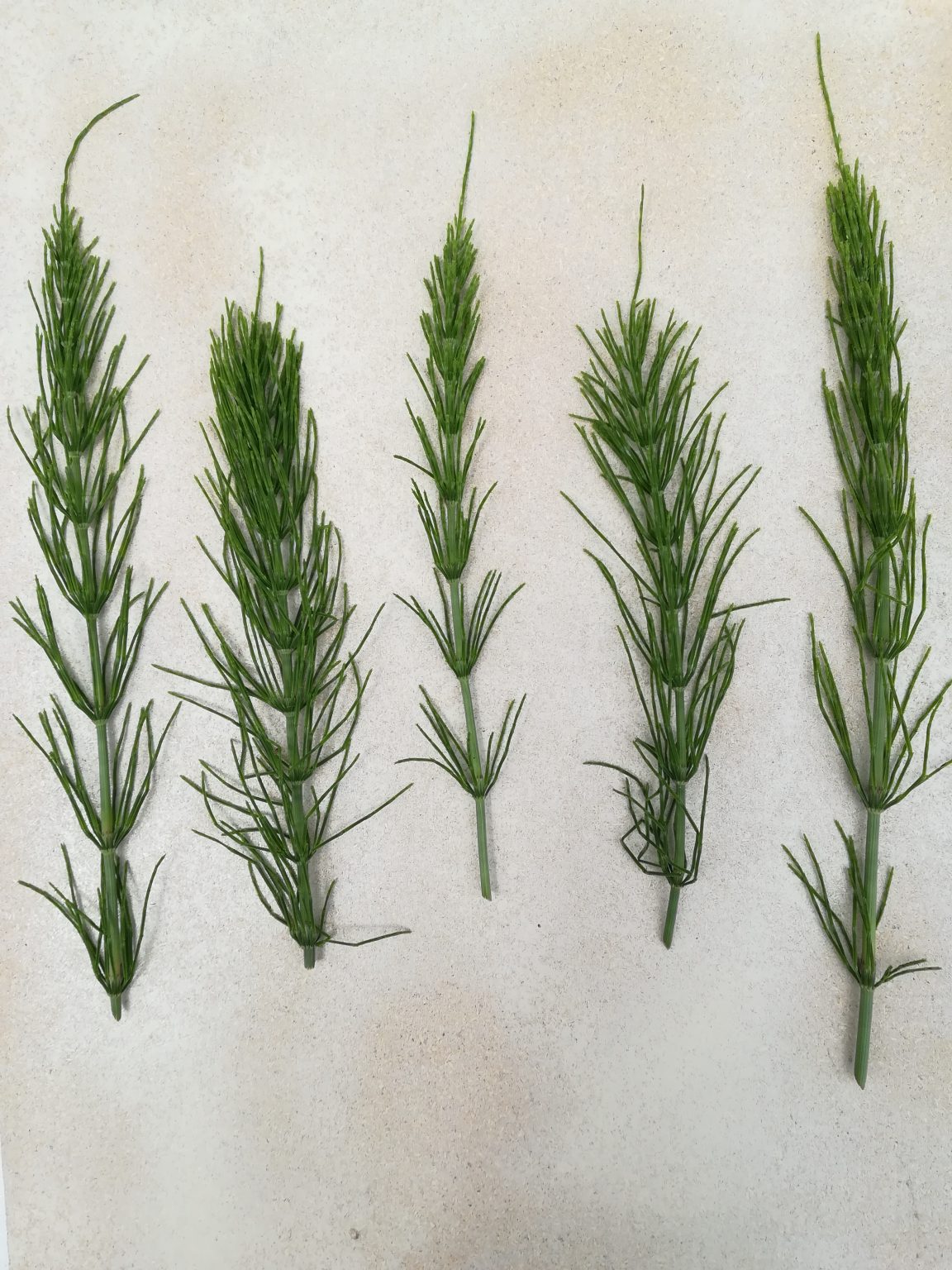 Preslica ili rastavić » Birajmo zdravije