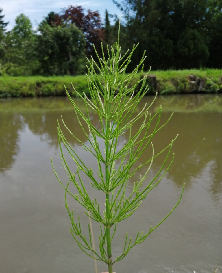 Preslica ili rastavić » Birajmo zdravije